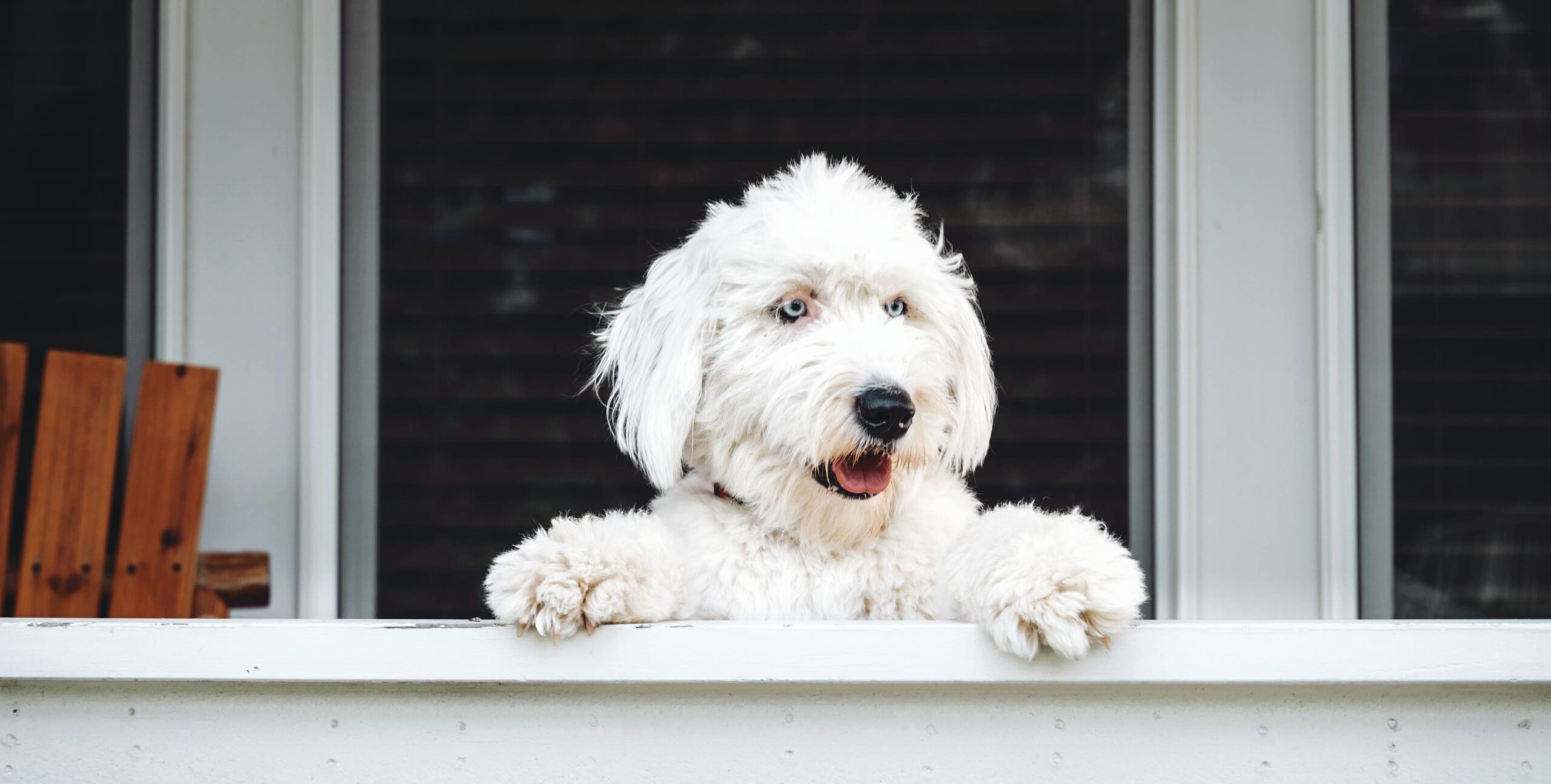 Puppy Applications - Simply Sheepadoodles - Adopt a Doodle